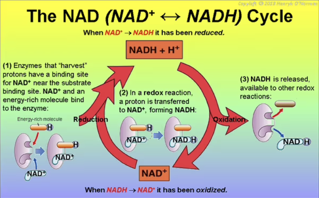 NAD+ - Skinspire Laser&Skin Clinic